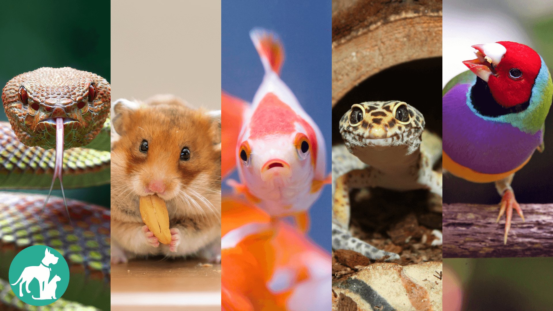 Low Maintenance Pets: Pets that are easy to take care of