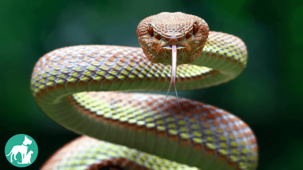 Low Maintenance Pets: Pets that are easy to take care of